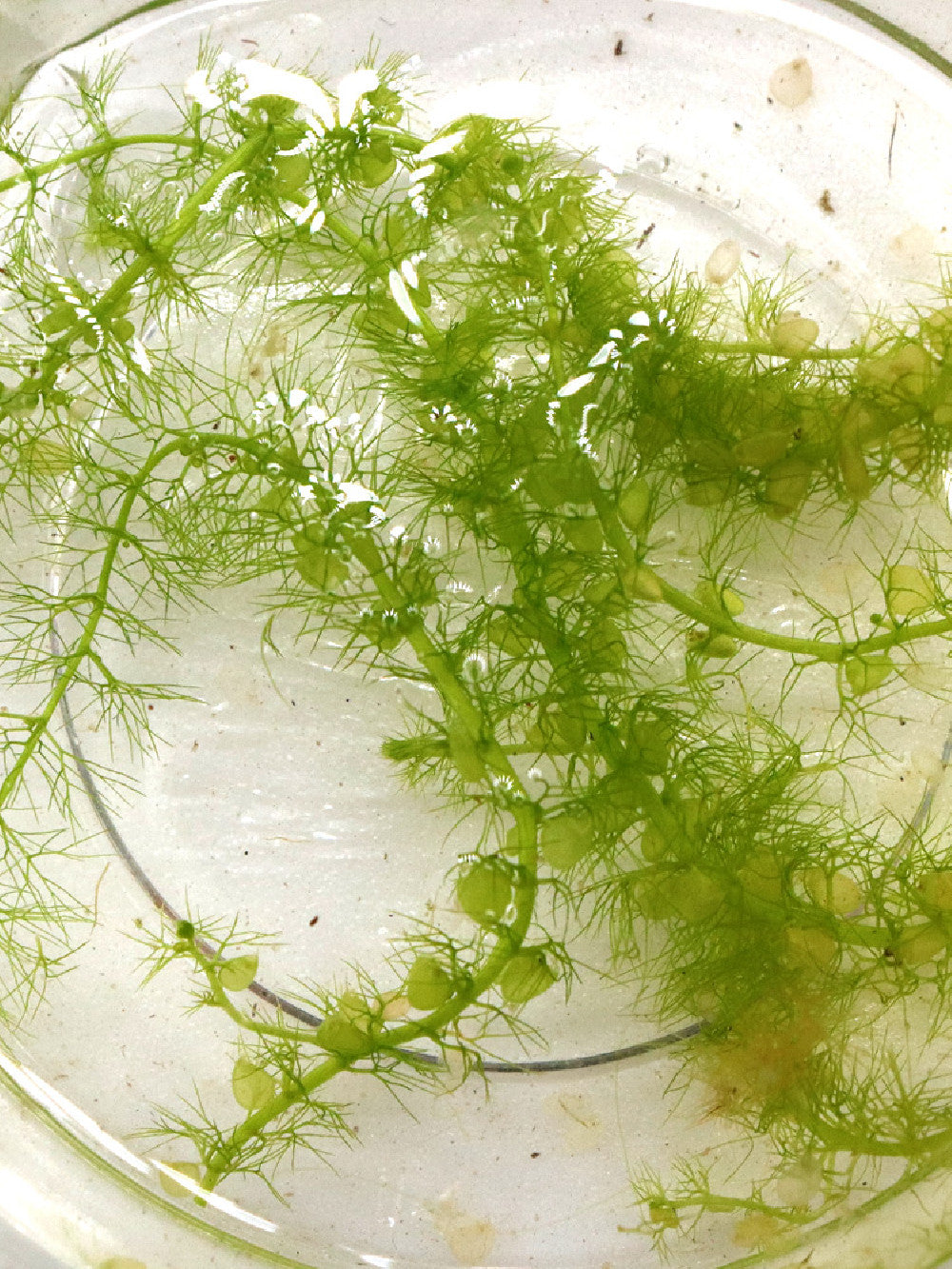 Utricularia reflexa "Huge traps" Zambia (specie acquatica) – Giardino ...